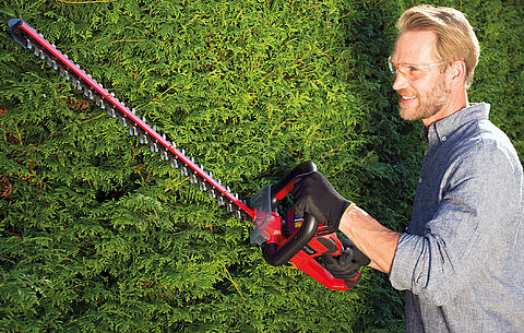 Trimming Hedges: The correct Time and Way to Prune your Hedges ...